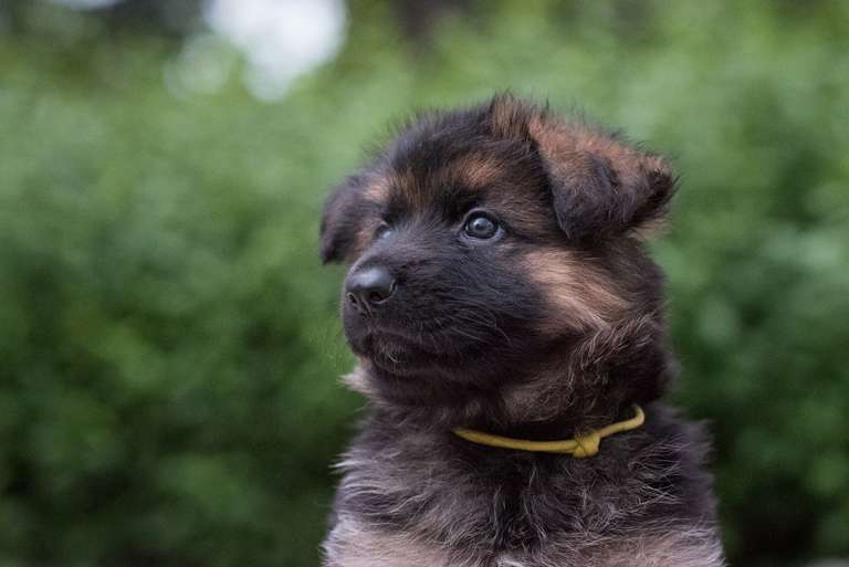 Which Puppies Are Best for Assistance Dog Training - The Puppy Place